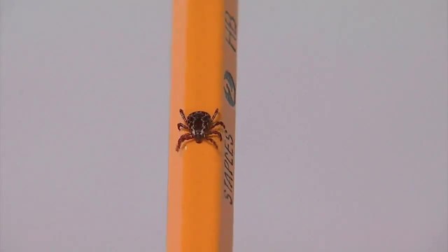 Tick season is here in Idaho: tips to stay safe and what to look out ...